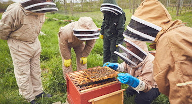Beekeeping Experience at Albury Vineyard in Surrey – Learn About Bees